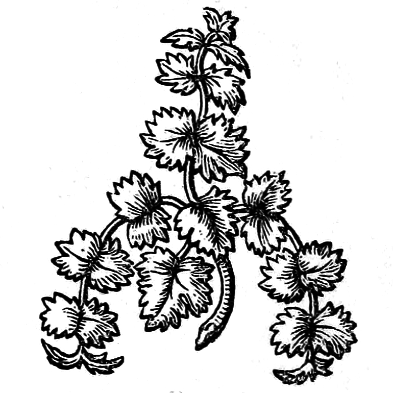 Wanda | Project Gutenberg