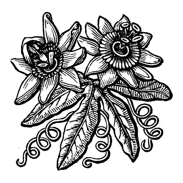 Wanda | Project Gutenberg