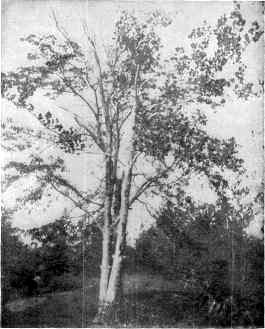 The Project Gutenberg eBook of McClure's Magazine, Vol. VI, No. 2 ...