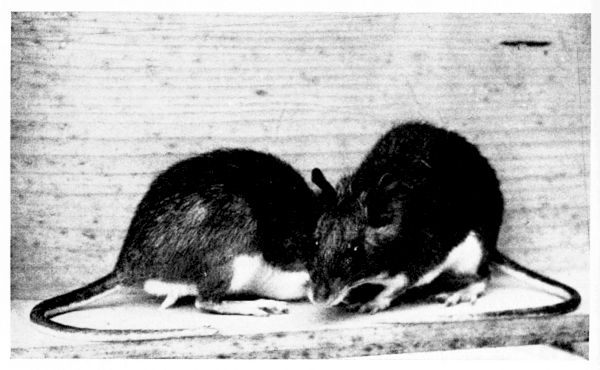 The Project Gutenberg eBook of Speciation in the Brazilian Spiny Rats ...