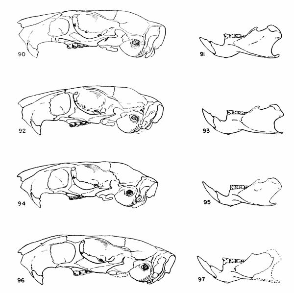 The Project Gutenberg eBook of Speciation in the Brazilian Spiny Rats ...