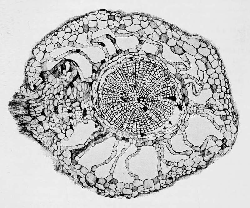 The Project Gutenberg eBook of Makers of British Botany, edited by F. W ...