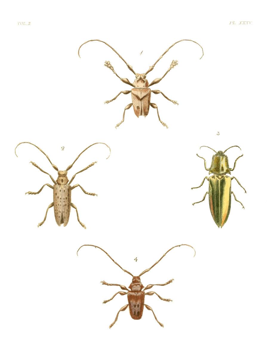 Illustrations of Exotic Entomology