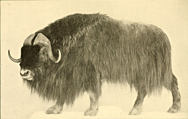 Rhinoceros Wounded Man And Disemboweled Bison