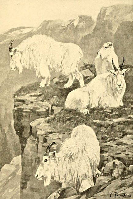 The Project Gutenberg eBook of Musk-ox, Bison, Sheep and Goat, by ...