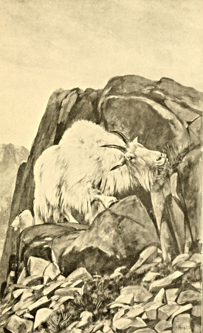The Project Gutenberg eBook of Musk-ox, Bison, Sheep and Goat, by ...