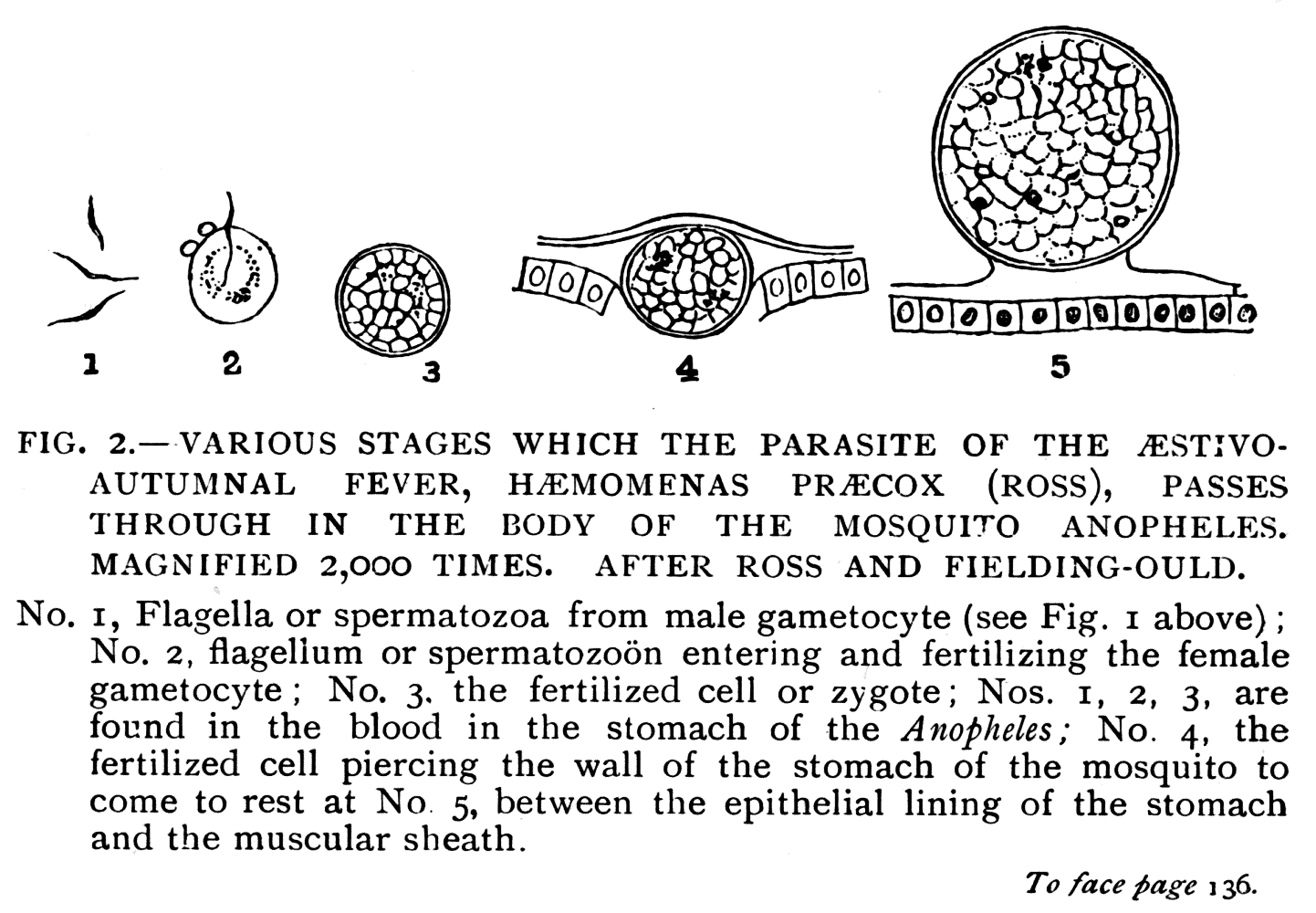 The Project Gutenberg eBook of Pearls And Parasites, by Arthur E. Shipley.