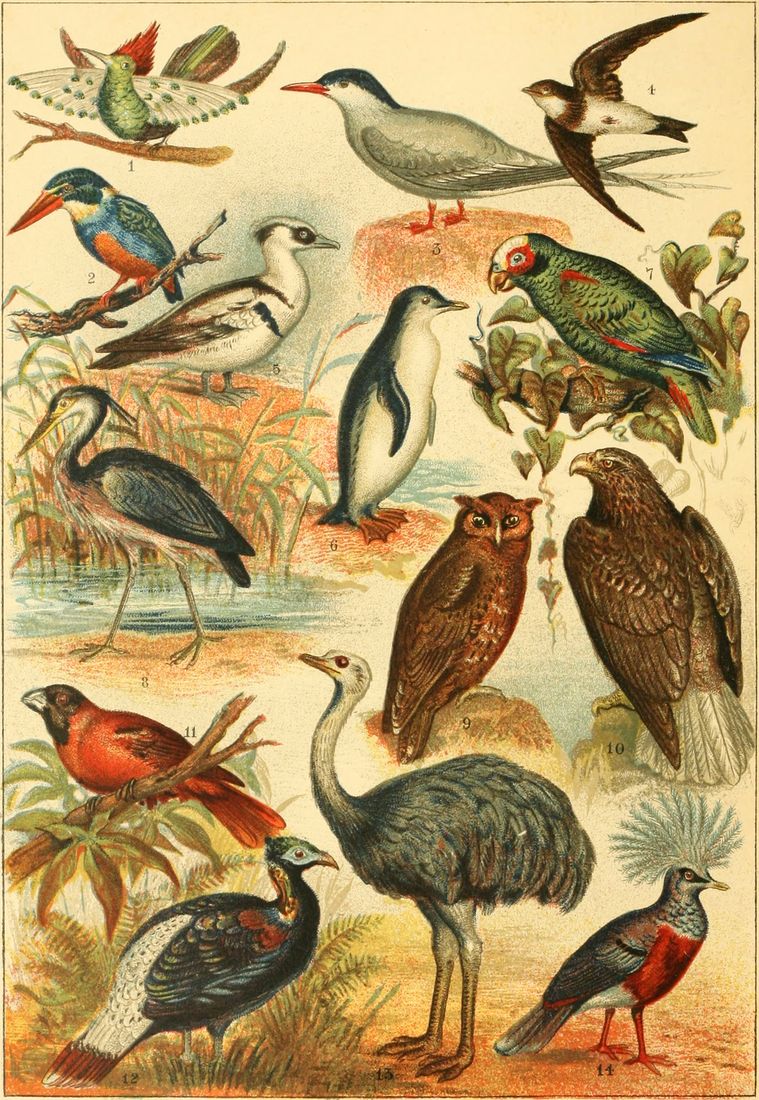 The Project Gutenberg eBook of Cassell's Natural History, Vol. I, by ...