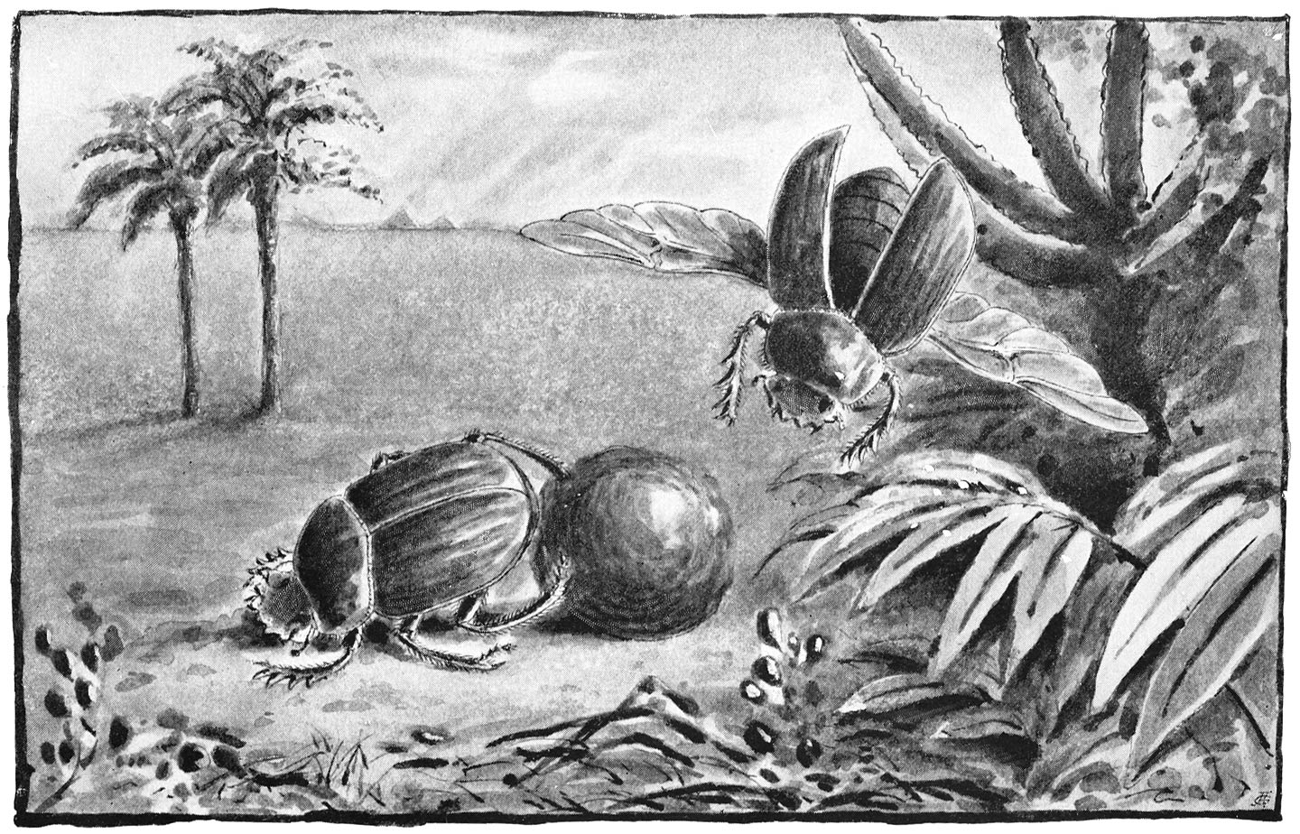 Insect Life: Souvenirs of a Naturalist