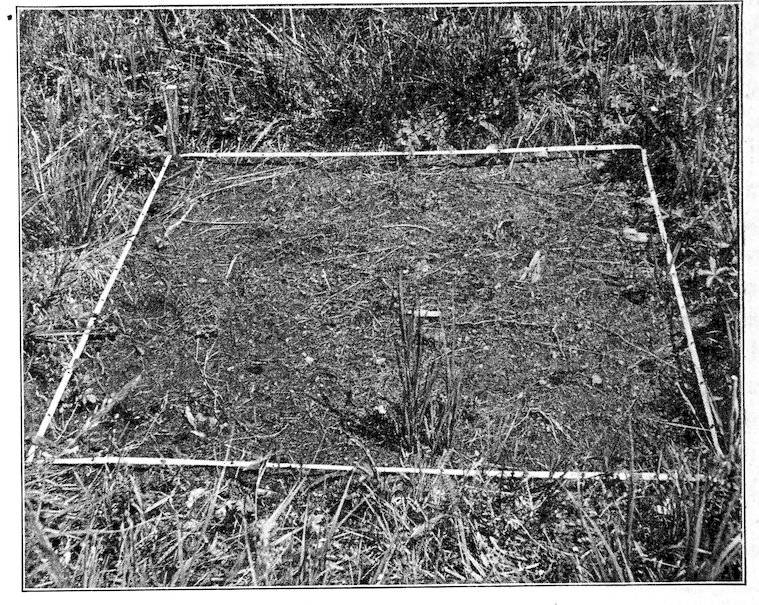 Research Methods in Ecology | Project Gutenberg